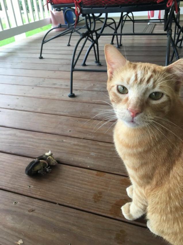 Feral Cats @ VP